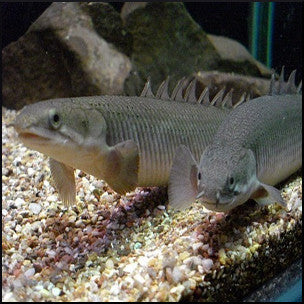 Tropical fish / Birchirs – Fish Tank Limited