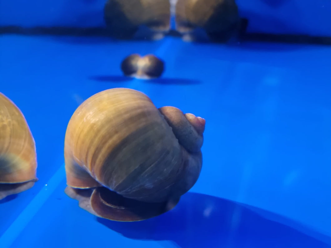 Golden apple snail – Fish Tank Limited