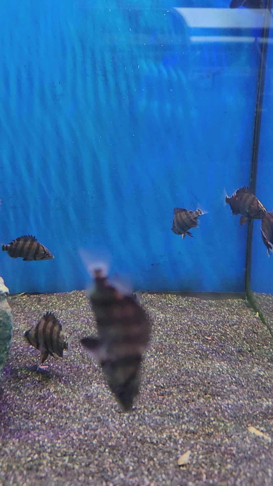 Datnoid polata (tigerfish) – Fish Tank Limited