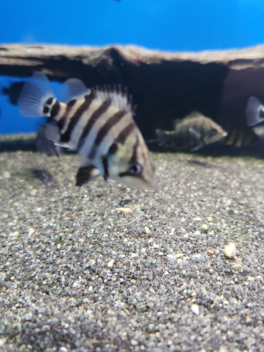 Datnoid polata (tigerfish) – Fish Tank Limited