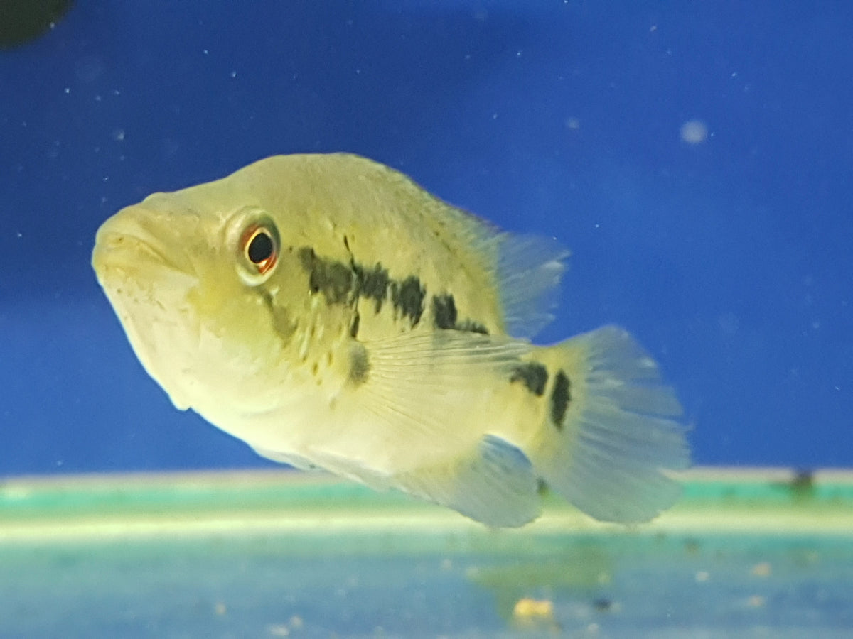 Wolf Cichlid Parachromis dovii – Fish Tank Limited