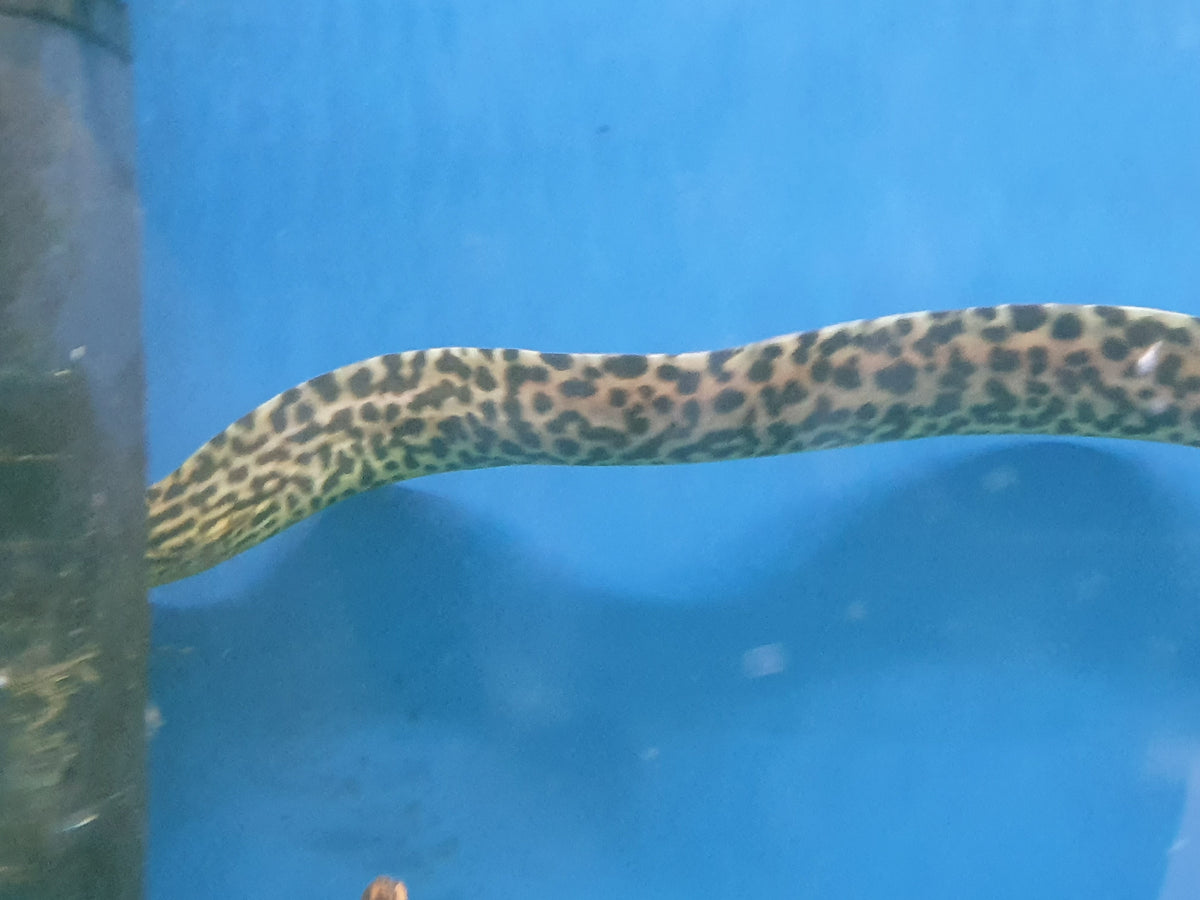 Leopard moray eel freshwater – Fish Tank Limited