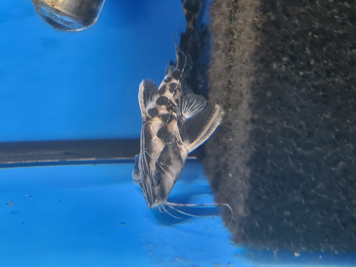 Megladoras irwini giant talking cat ripsaw – Fish Tank Limited