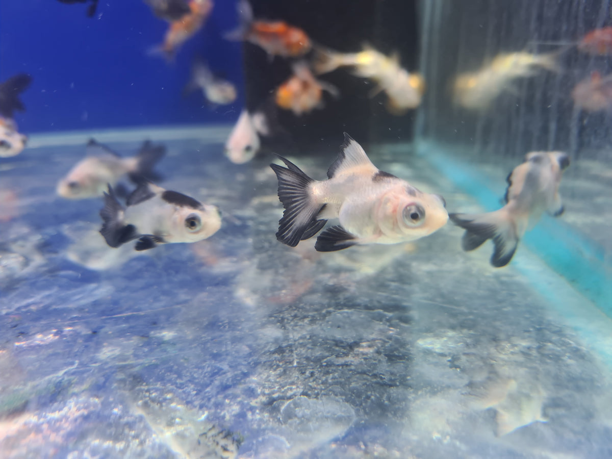 Panda moor 2-3 fantail goldfish – Fish Tank Limited