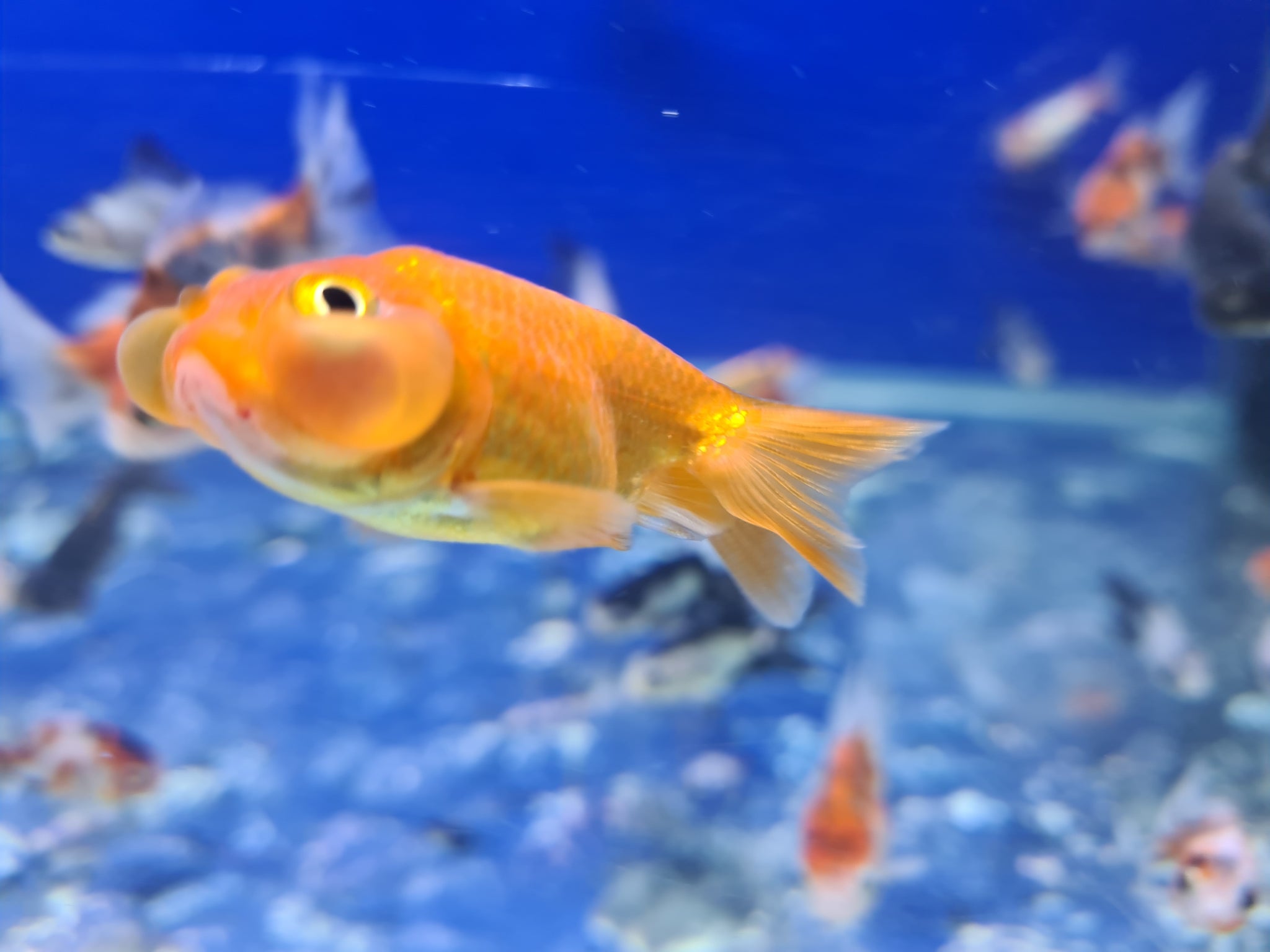 Celestial eye goldfish 2-3inch – Fish Tank Limited