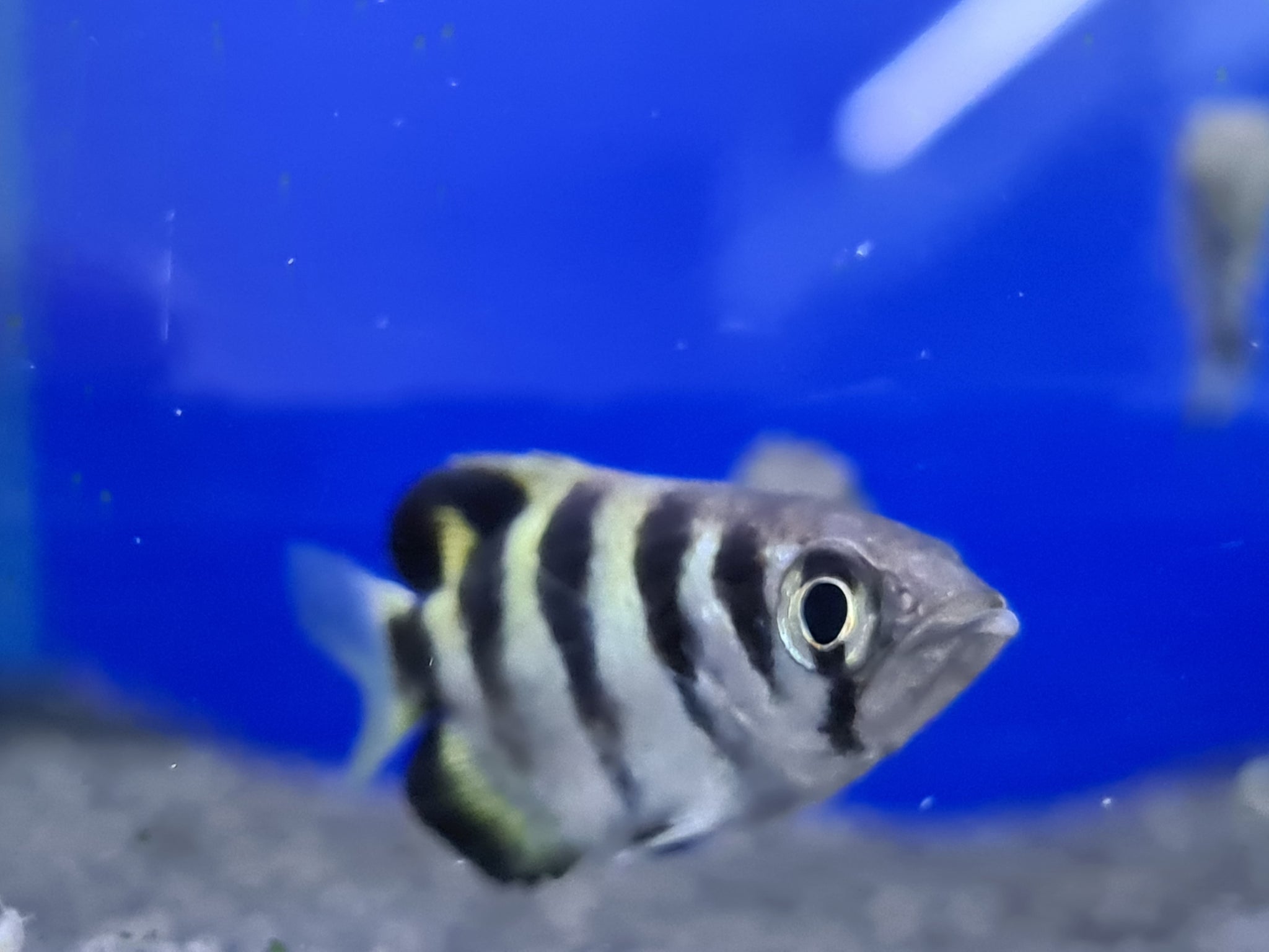 Archer fish – Fish Tank Limited
