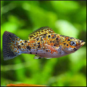 Harlequinn Saffron molly – Fish Tank Limited